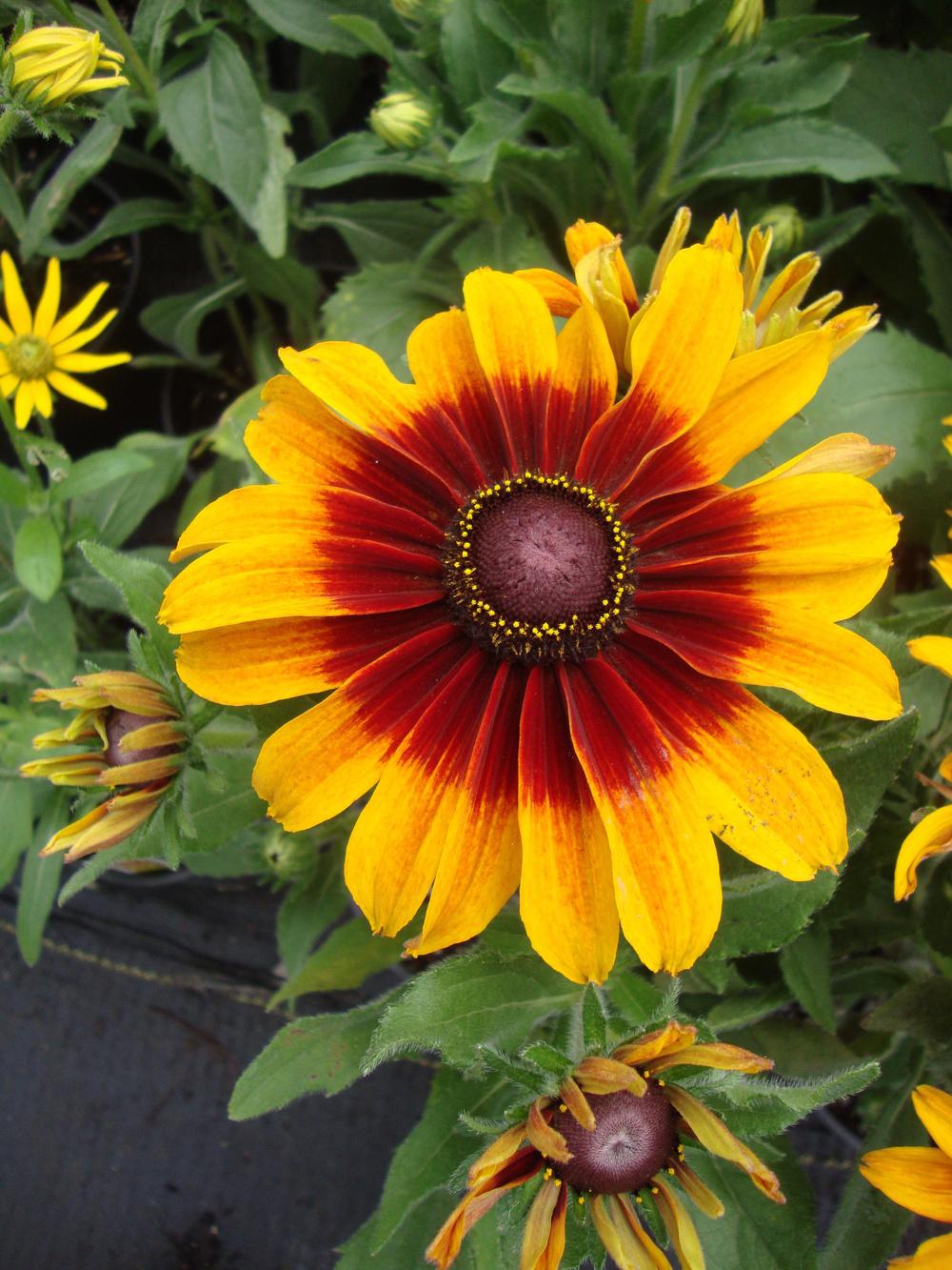 Photo of the bloom of Black-eyed Susan (Rudbeckia hirta 'Cherokee ...