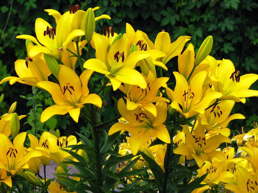 Lily (Lilium 'Royal Delight') in the Lilies Database - Garden.org