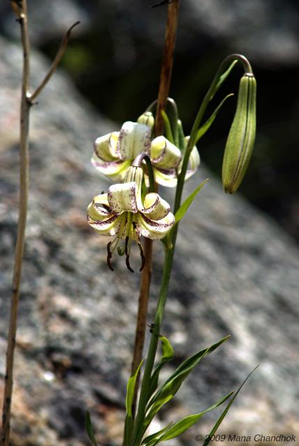 Lily (Lilium polyphyllum) in the Lilies Database - Garden.org