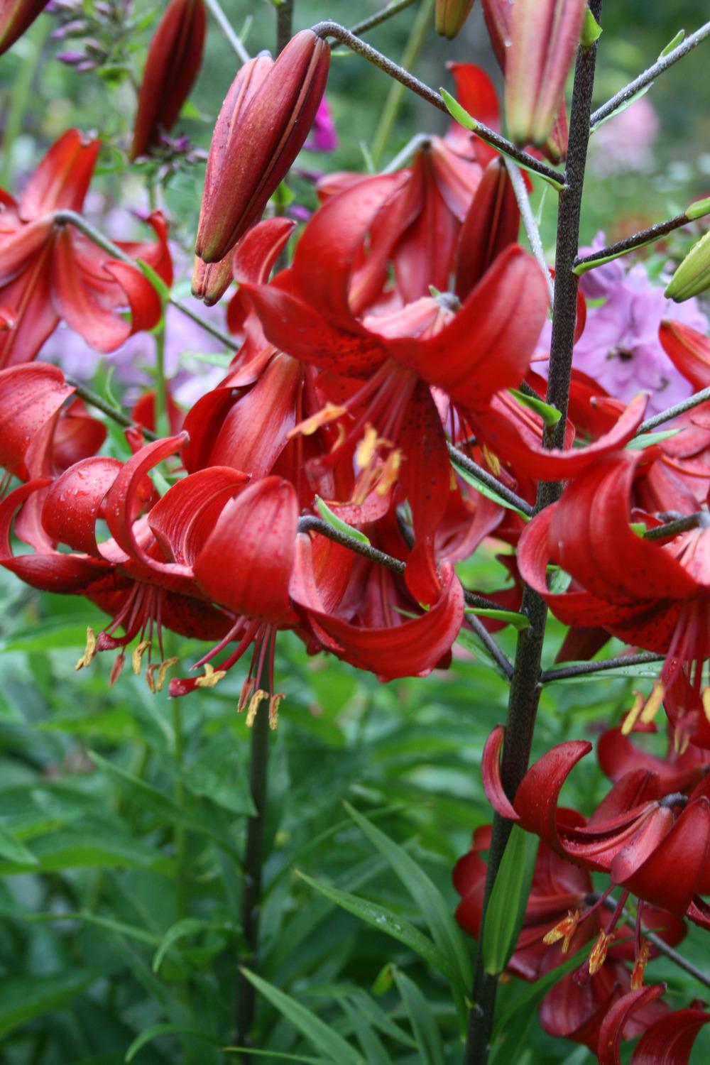 Photo of the closeup of buds, sepals and receptacles of Lily (Lilium ...