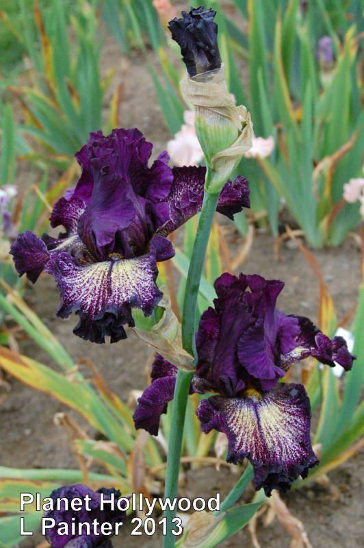Photo of the bloom of Tall Bearded Iris (Iris 'Planet Hollywood ...
