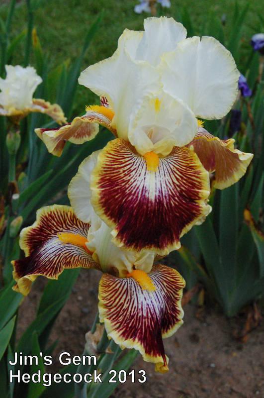 Tall Bearded Iris (Iris 'Jim's Gem') in the Irises Database - Garden.org