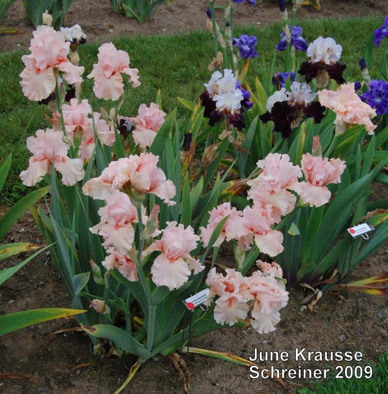 Photo of the entire plant of Tall Bearded Iris (Iris 'June Krausse ...