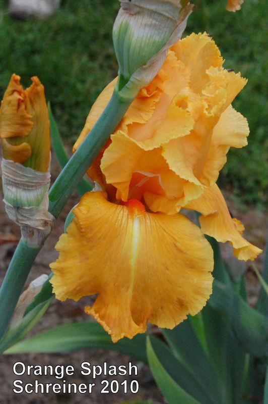 Photo of the bloom of Tall Bearded Iris (Iris 'Orange Splash') posted ...