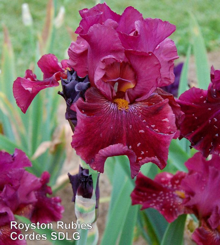 Photo of the bloom of Tall Bearded Iris (Iris 'Royston Rubies') posted ...