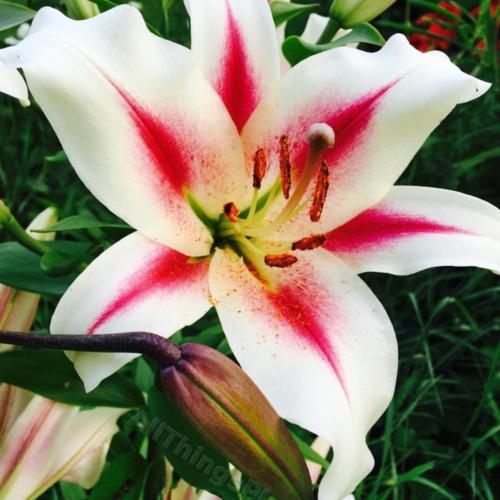 Lily (Lilium 'Nymph') in the Lilies Database - Garden.org