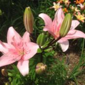 Photo of the bloom of Lily (Lilium 'Elodie') posted by scflowers ...