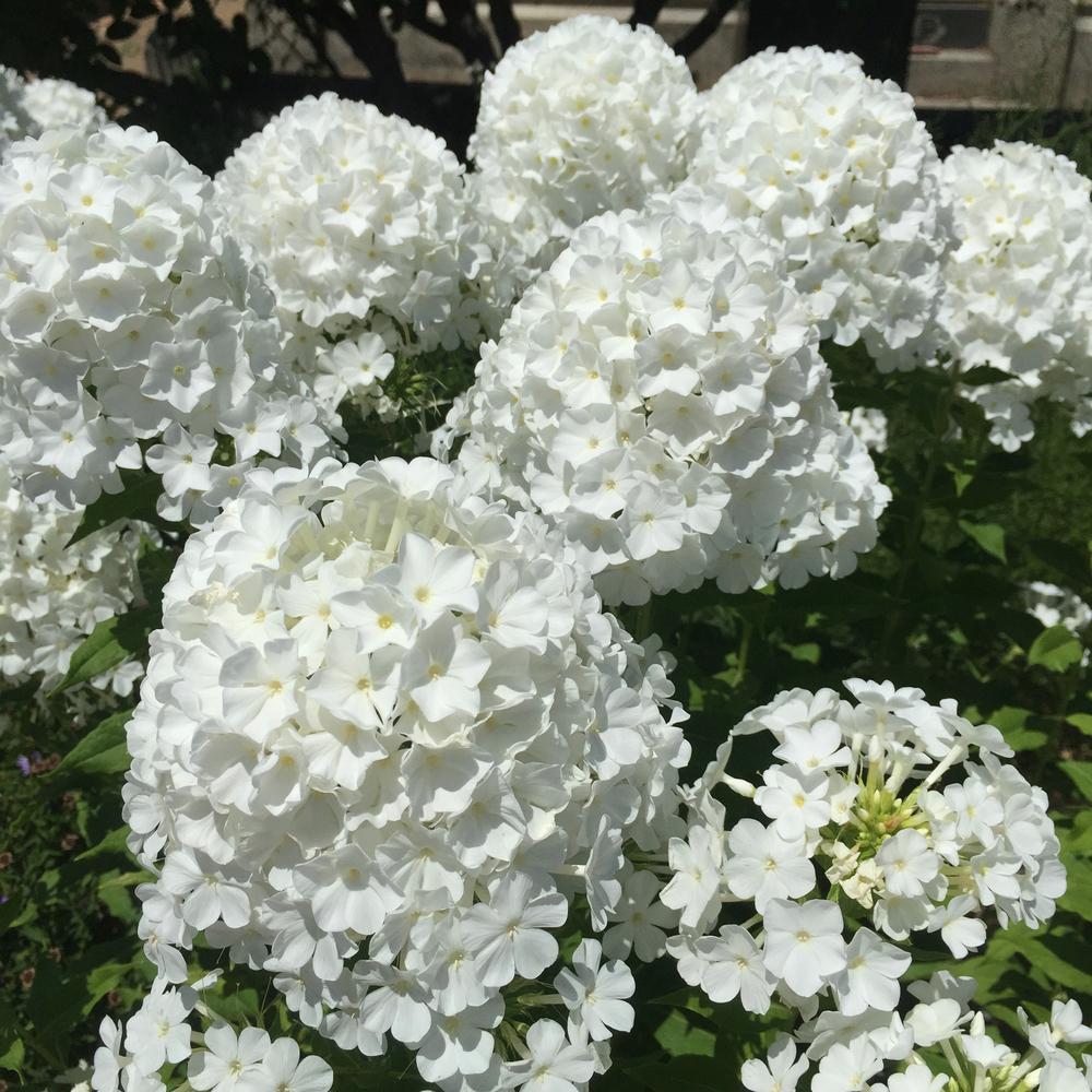 Phloxes: Plant Care and Collection of Varieties - Garden.org