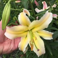 Photo of the bloom of Lily (Lilium 'Elusive') posted by Joebass ...