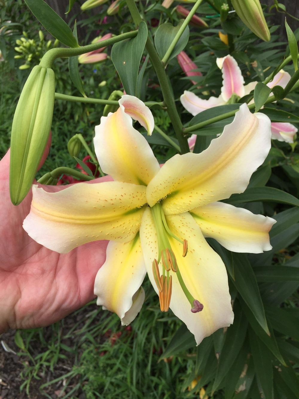 Photo of the bloom of Lily (Lilium 'Elusive') posted by Joebass ...