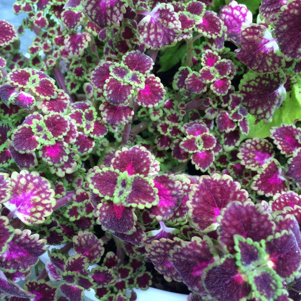 Photo of the entire plant of Coleus (Coleus scutellarioides Lava™ Rose ...