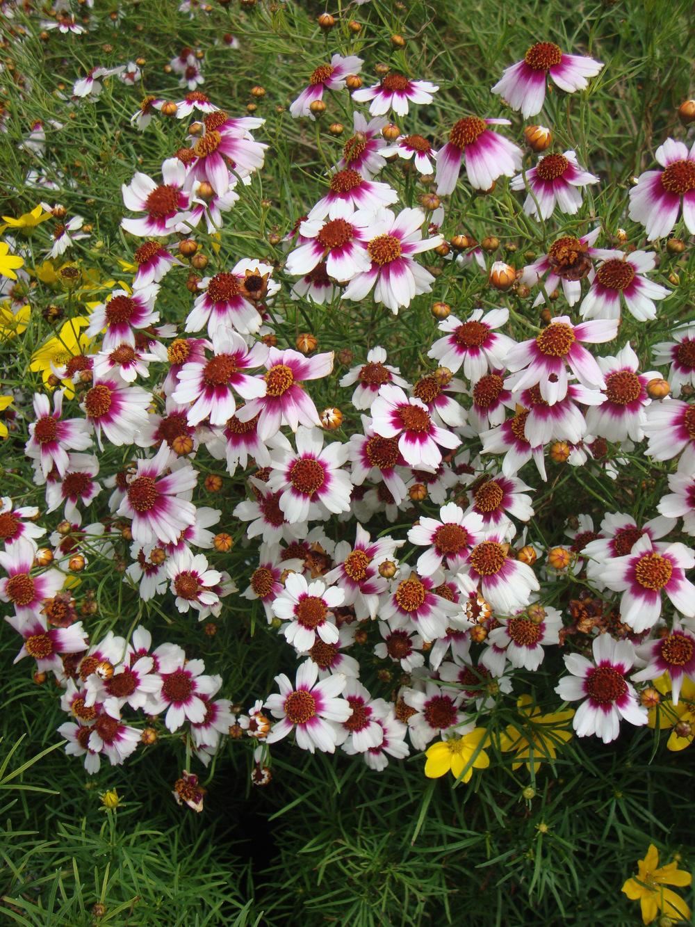 Photo of the entire plant of Tickseed (Coreopsis rosea 'Sweet Dreams ...