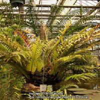 Photo of the entire plant of Crown Fern (Drynaria coronans) posted by ...