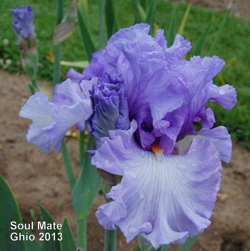 Photo of the bloom of Tall Bearded Iris (Iris 'Soul Mate') posted by ...