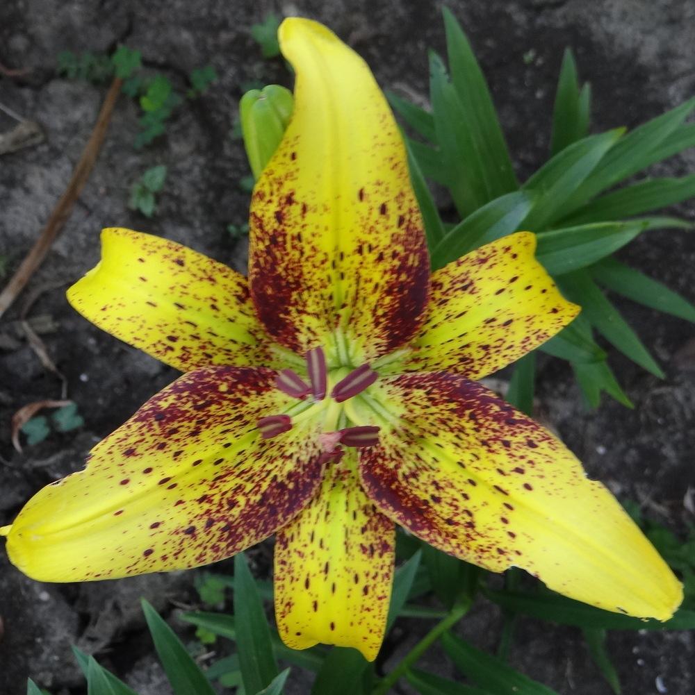 Photo of the bloom of Lily (Lilium 'Honey Bee') posted by stilldew ...