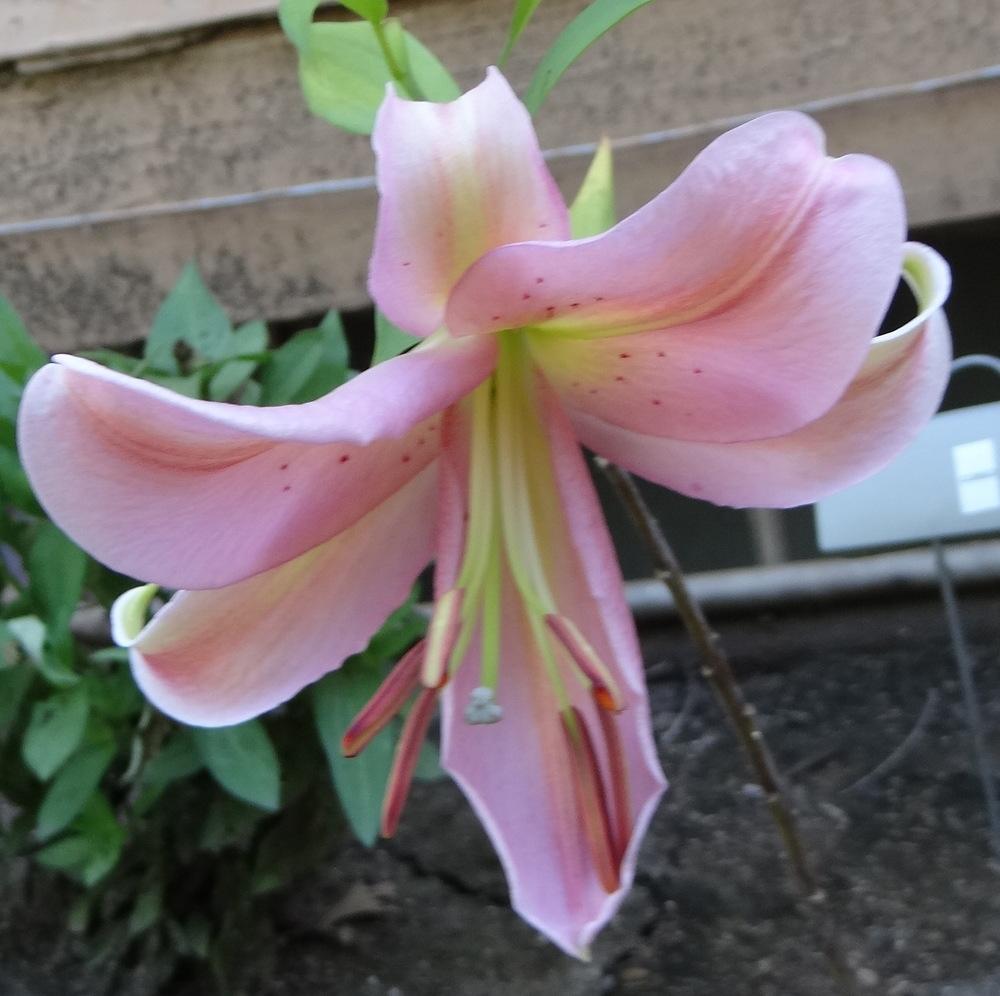 Lily (Lilium 'Corso') in the Lilies Database - Garden.org