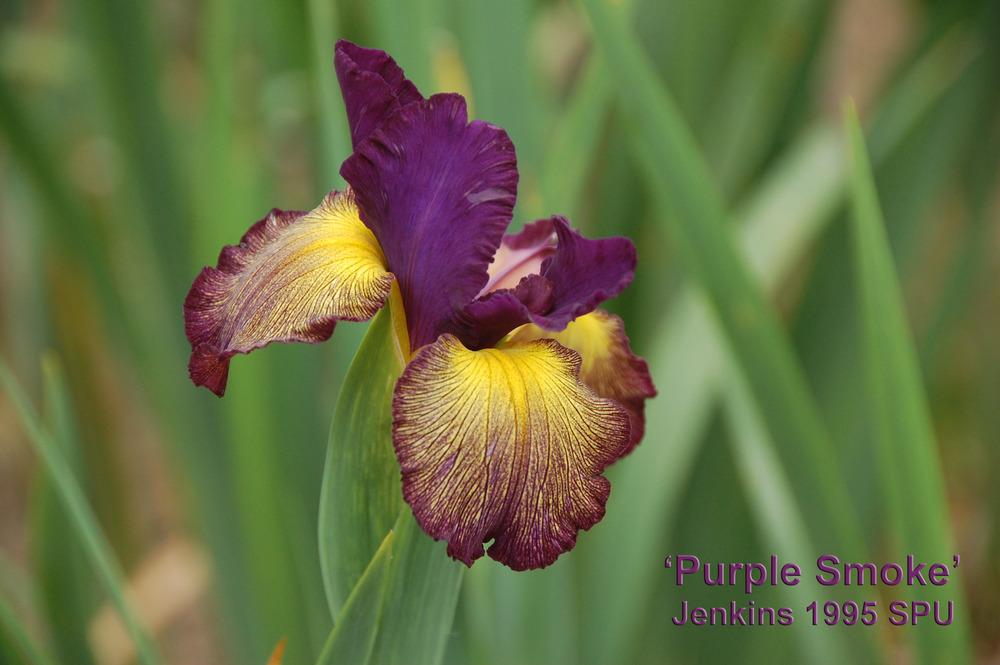 Spuria Iris (Iris 'Purple Smoke') in the Irises Database - Garden.org