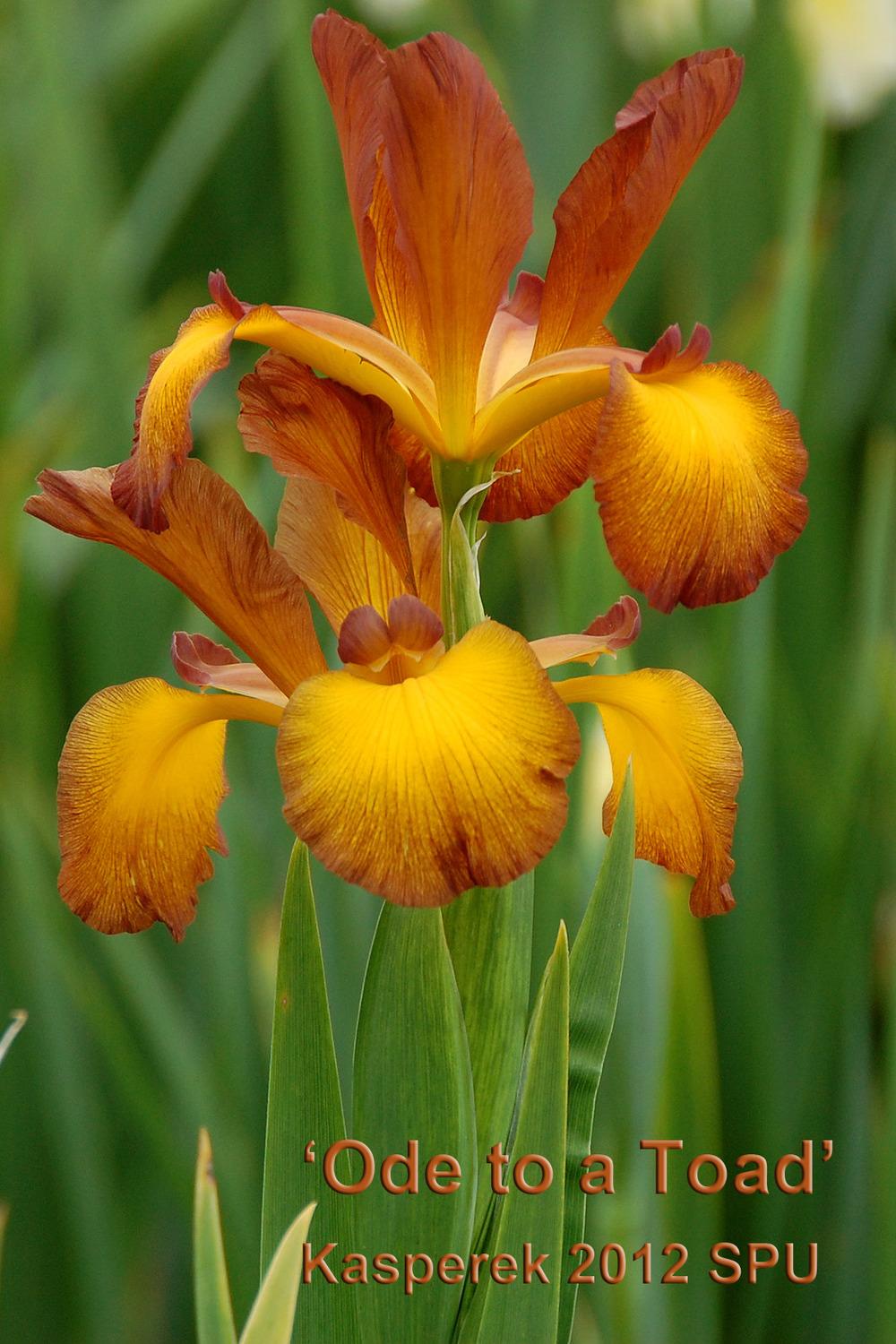 Spuria Iris (Iris 'Ode to a Toad') in the Irises Database - Garden.org