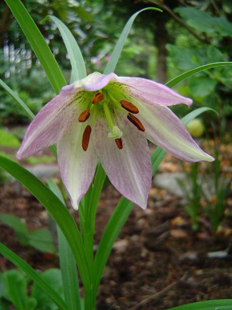 Lily (Lilium oxypetalum) in the Lilies Database - Garden.org