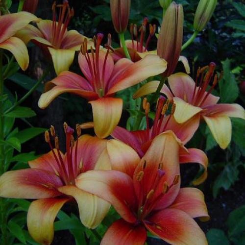 Lily (Lilium 'Amos') in the Lilies Database - Garden.org