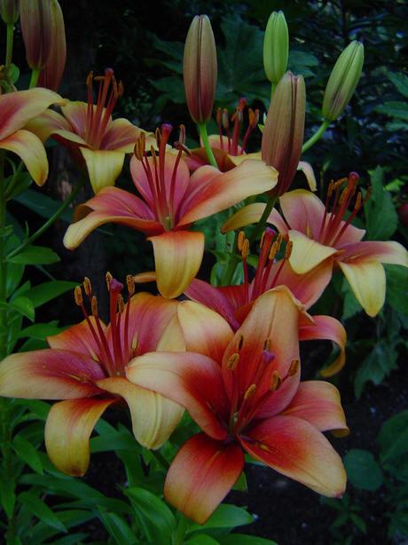 Lily (Lilium 'Amos') in the Lilies Database - Garden.org