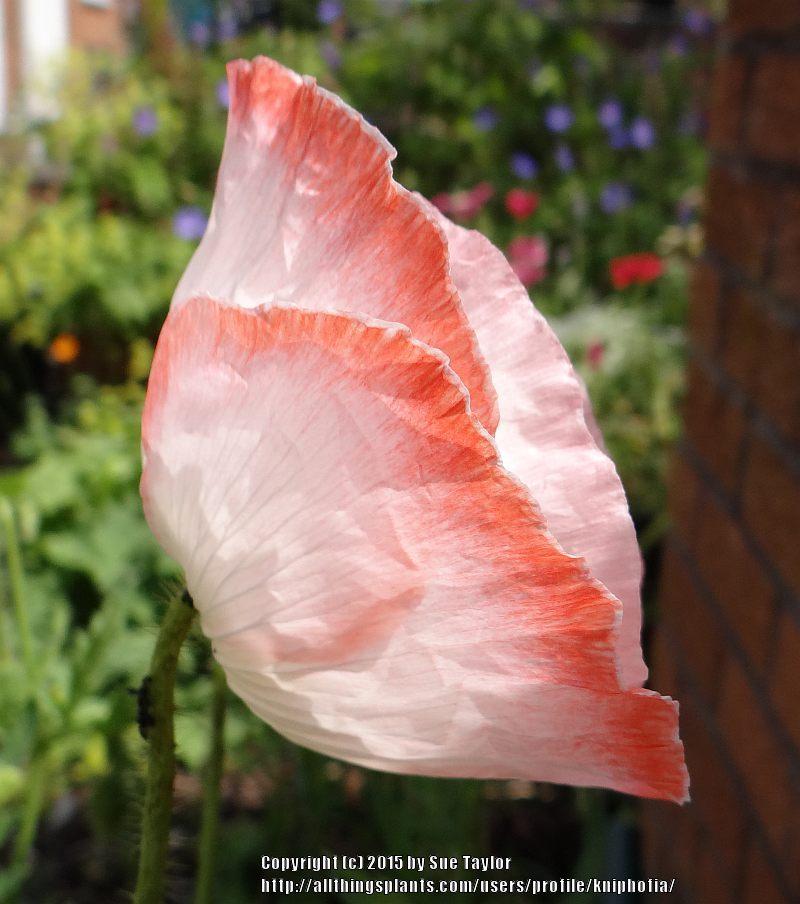 Poppy (Papaver rhoeas 'Falling in Love') in the Poppies Database ...