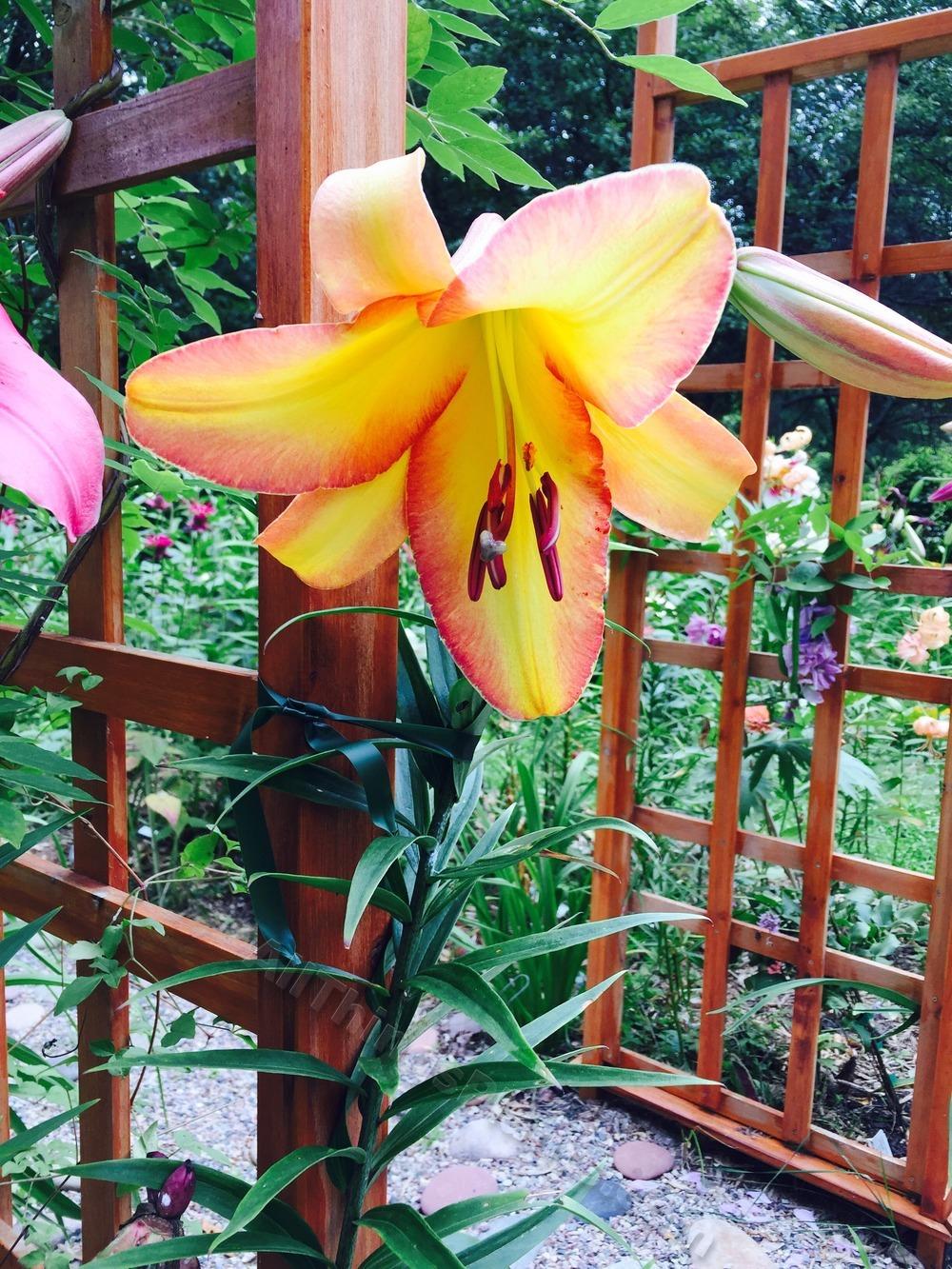 Photo of the bloom of Trumpet lily (Lilium 'Rising Moon') posted by ...