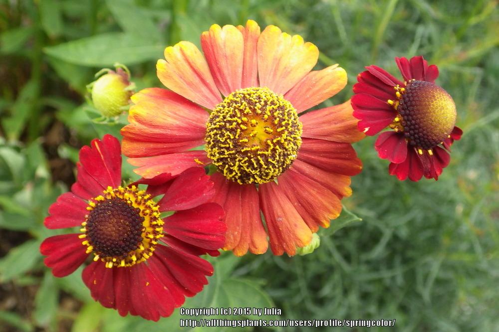 Photo of the closeup of buds, sepals and receptacles of Sneezeweed ...