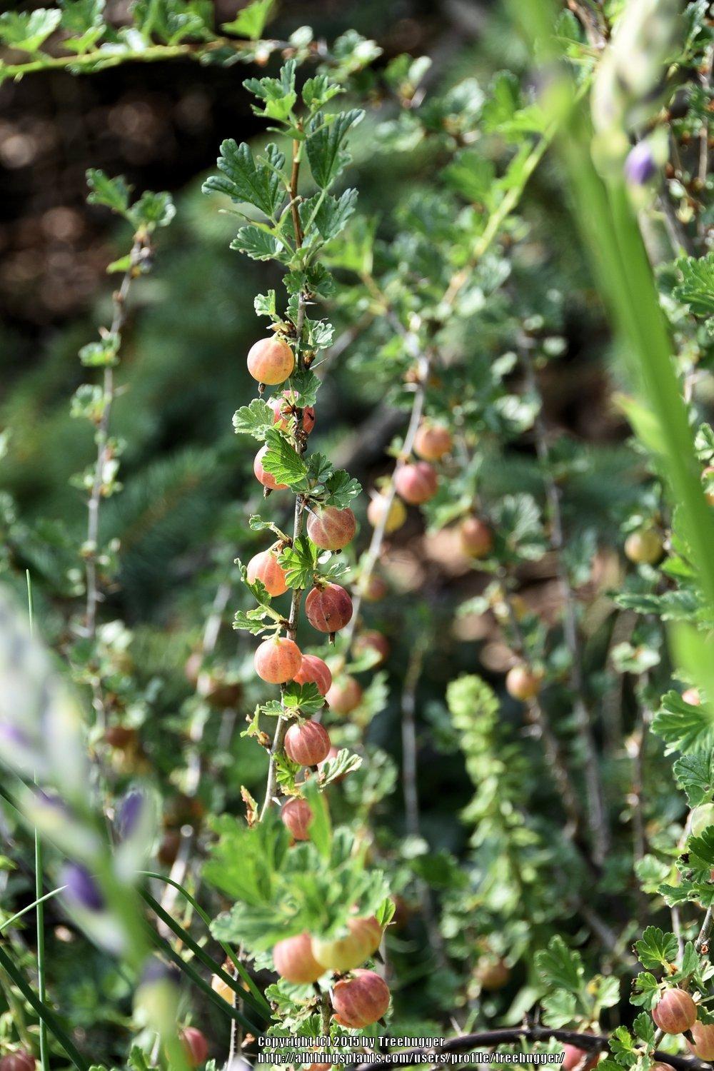 Currant-Gooseberry (Ribes hirtellum) in the Currants and Gooseberries ...