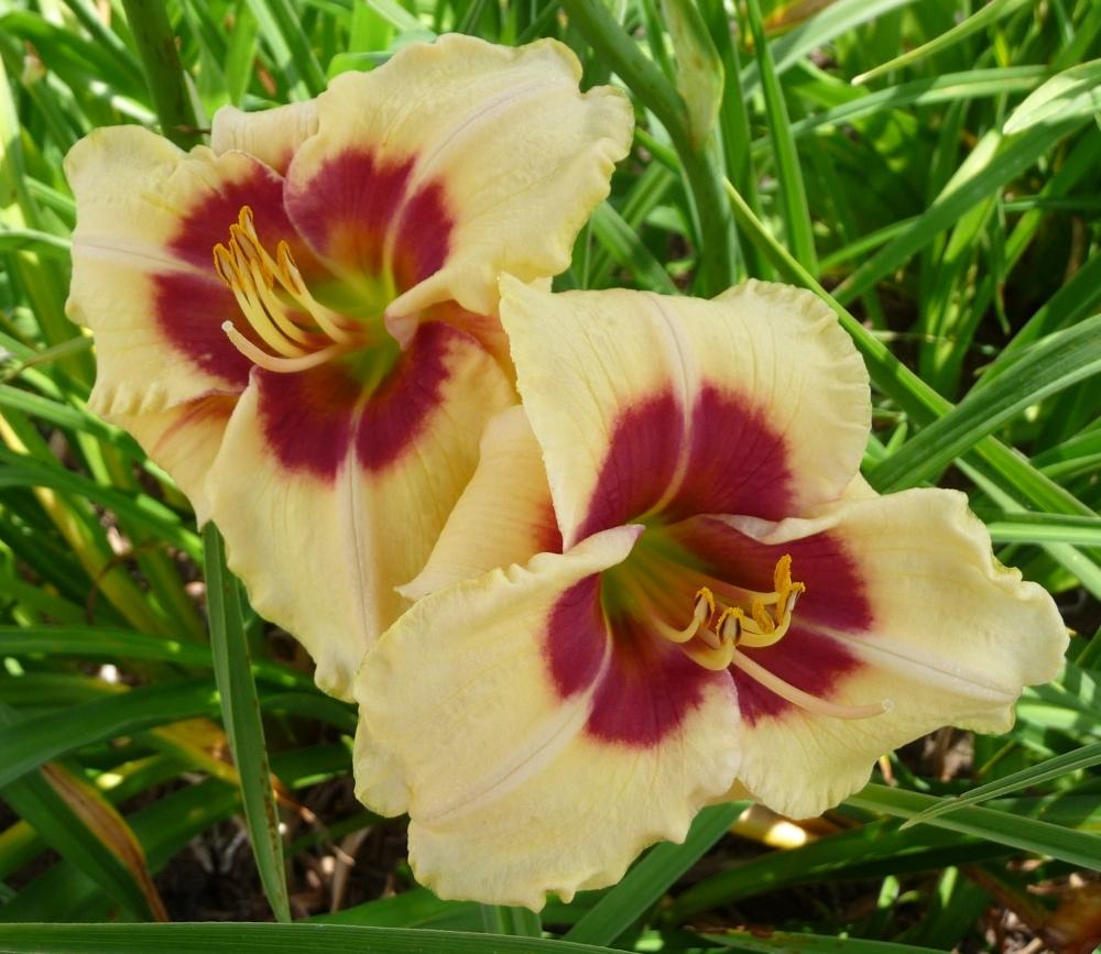 Photo of the bloom of Daylily (Hemerocallis 'Cranberry Winter') posted by twixanddud - Garden.org