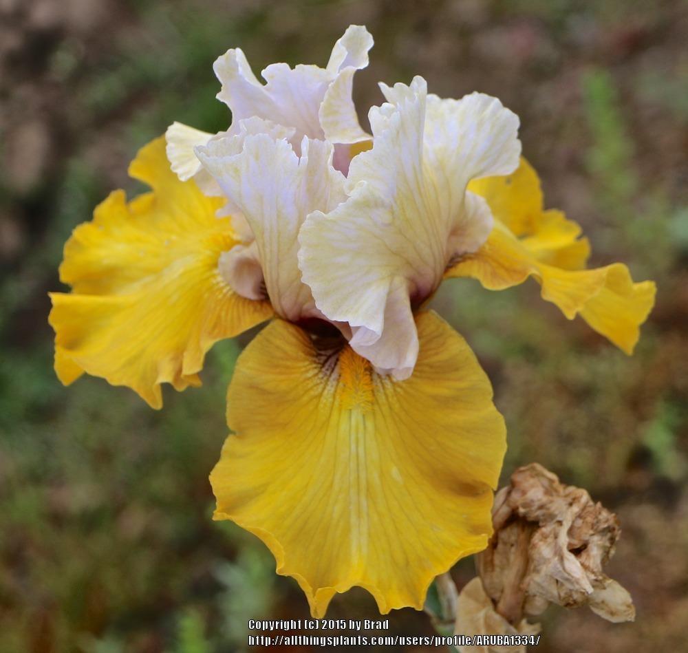 Photo of the bloom of Tall Bearded Iris (Iris 'Pirate Queen') posted by ...
