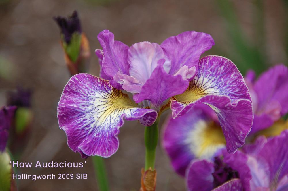 Photo of the bloom of Siberian Iris (Iris 'How Audacious') posted by ...