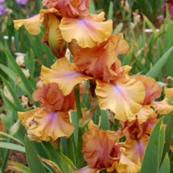Tall Bearded Iris (Iris 'Bronze Warrior') in the Irises Database - Garden.org