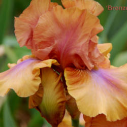 Tall Bearded Iris (Iris 'Bronze Warrior') in the Irises Database - Garden.org