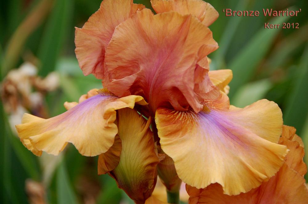 Photo of the bloom of Tall Bearded Iris (Iris 'Bronze Warrior') posted ...