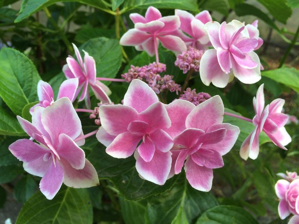 Photo of the bloom of Hydrangea (Hydrangea macrophylla Double Delights ...