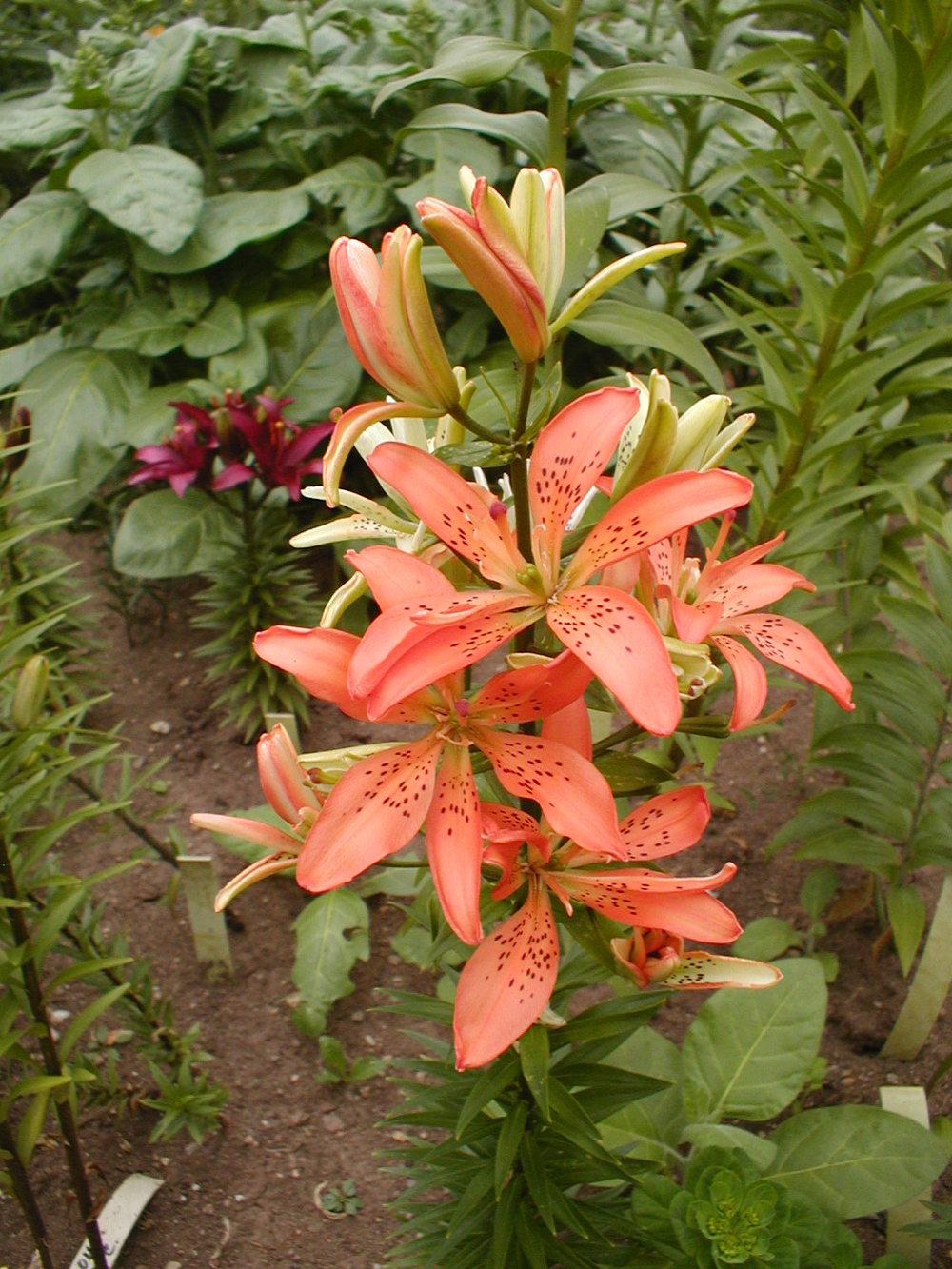 Photo of the bloom of Lily (Lilium 'Must See') posted by admin - Garden.org