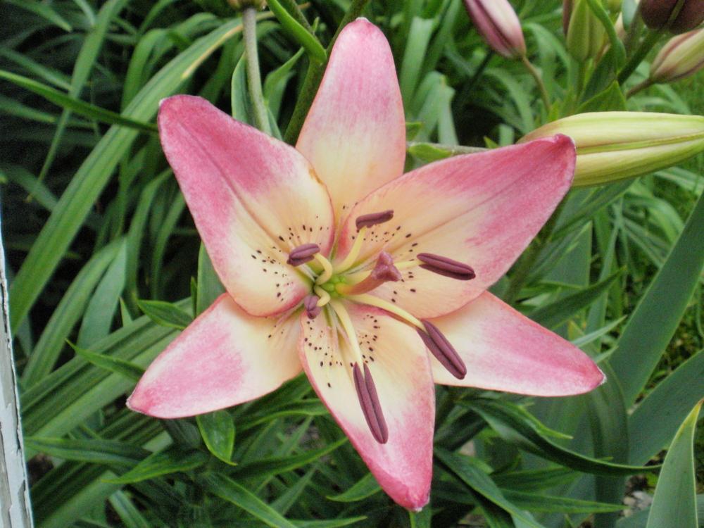 Photo of the bloom of Lily (Lilium 'Rosella's Dream') posted by ...