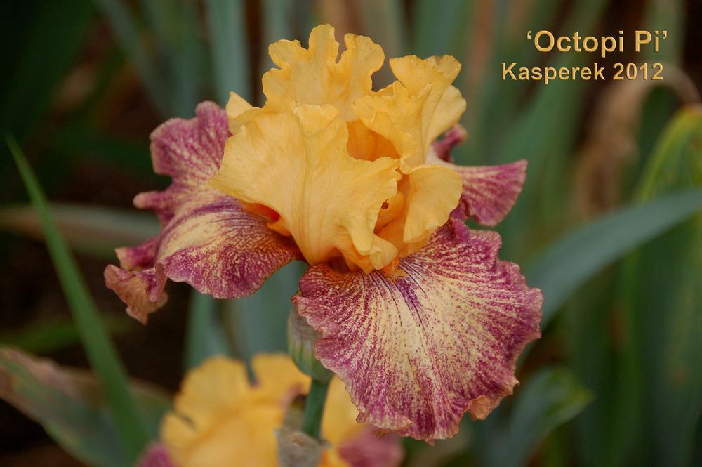 Photo of the bloom of Tall Bearded Iris (Iris 'Octopi Pi') posted by ...