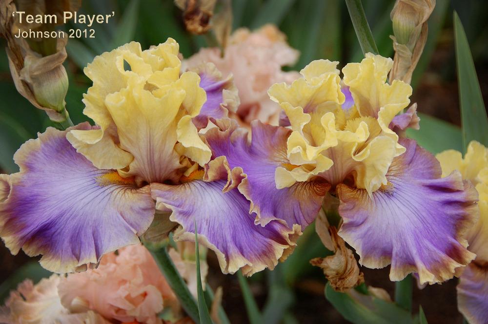 Photo of the bloom of Tall Bearded Iris (Iris 'Team Player') posted by ...