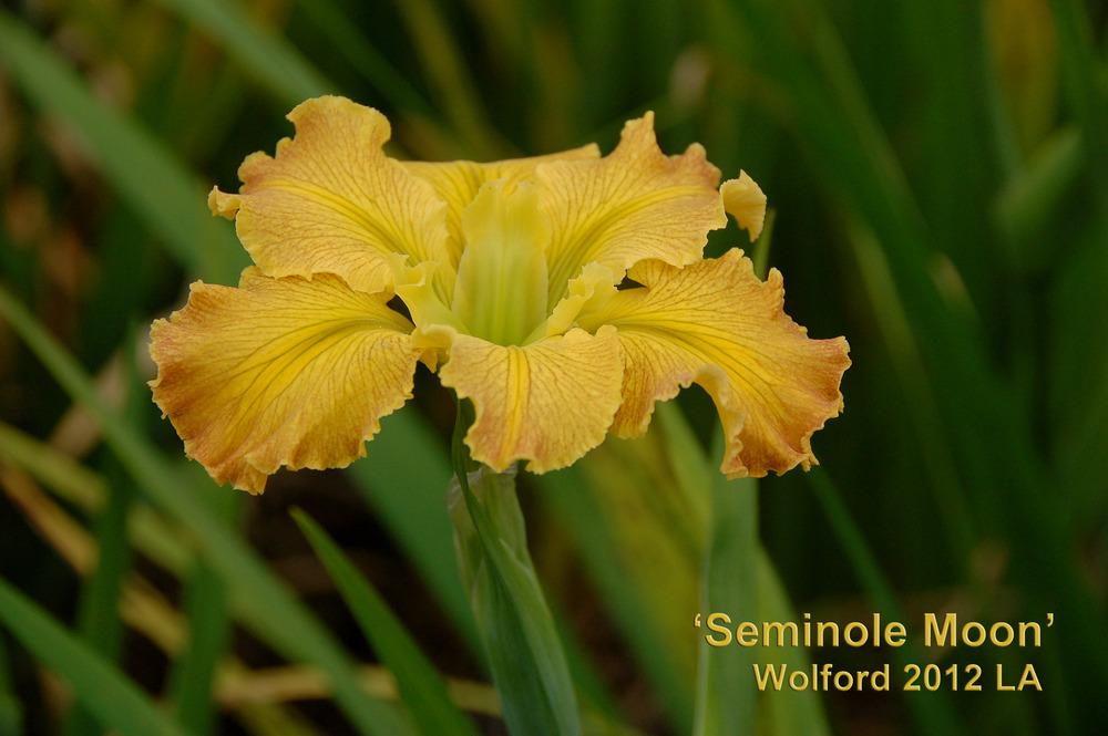 Louisiana Iris (Iris 'Seminole Moon') in the Irises Database - Garden.org