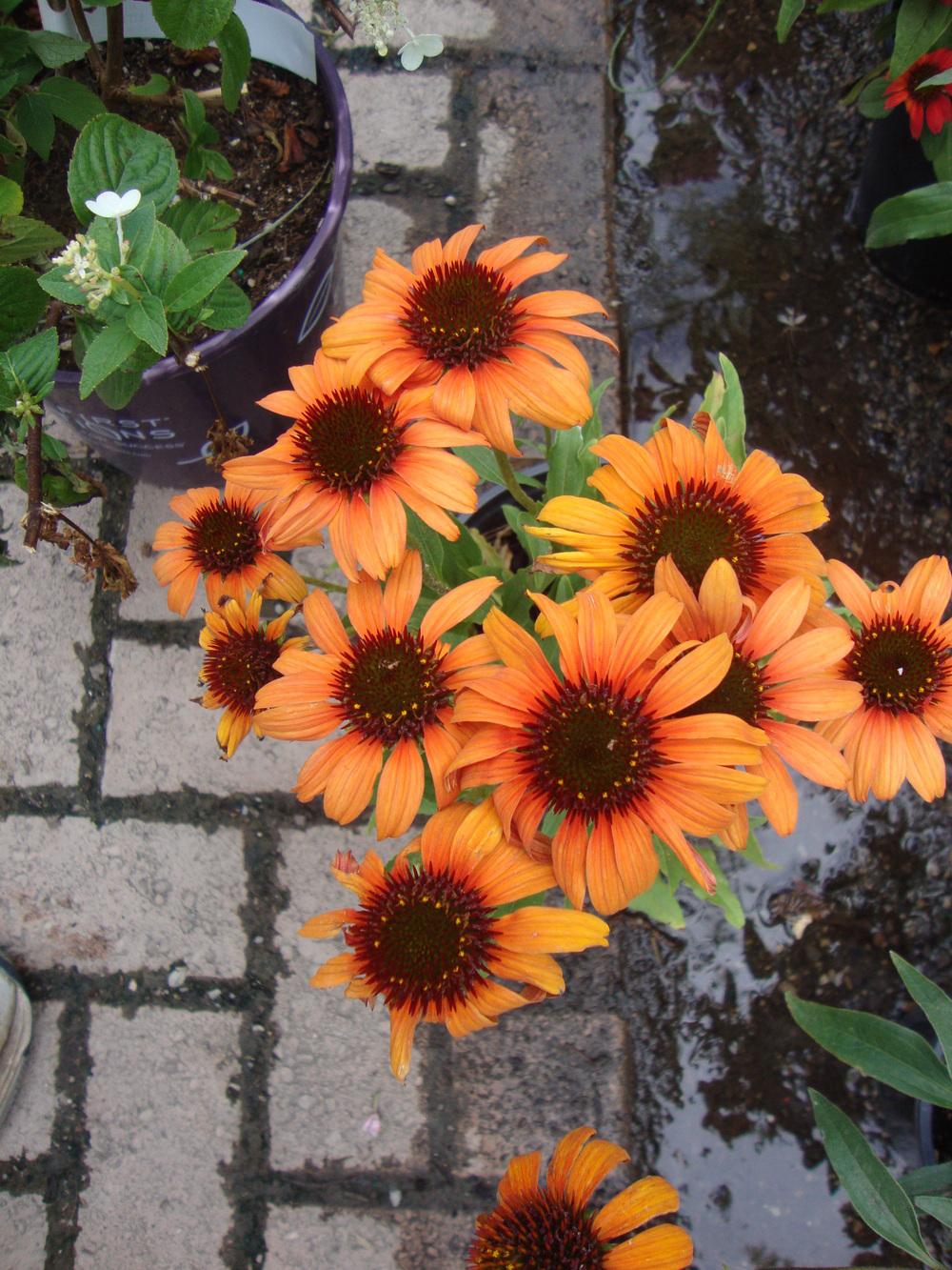 Photo of the entire plant of Coneflower (Echinacea 'Tiki Torch') posted ...