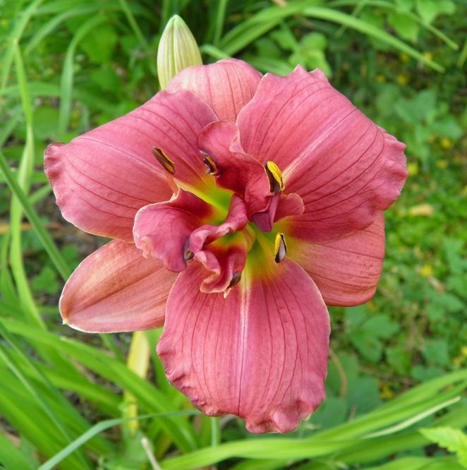 Photo of the bloom of Daylily (Hemerocallis 'Shamrock Double Grape ...