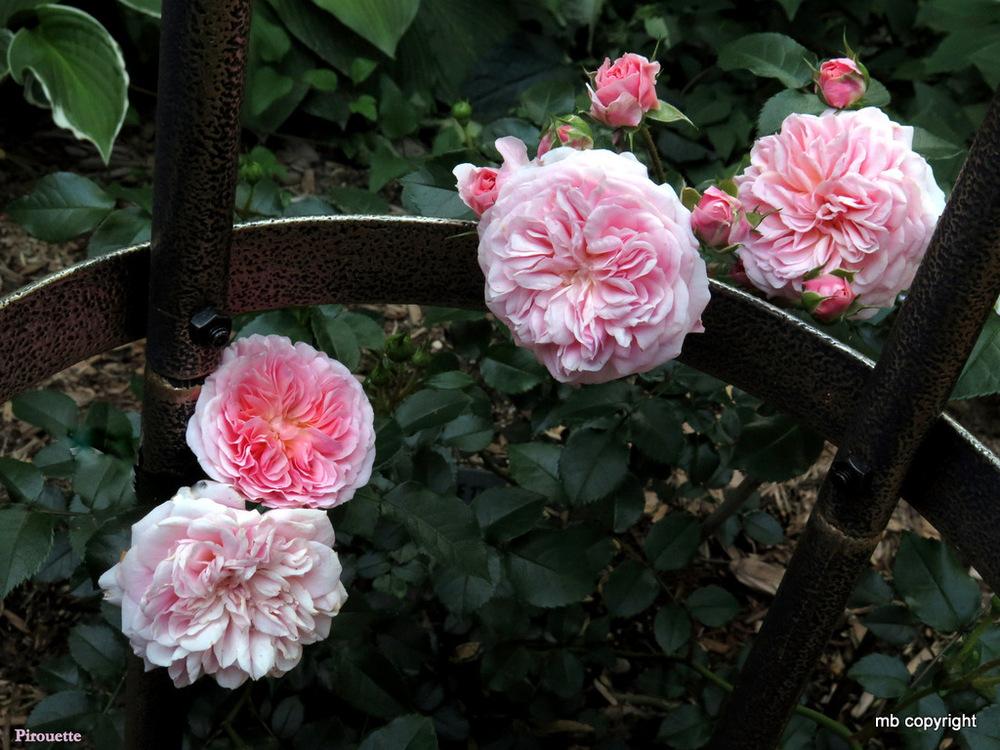 Photo of the bloom of Rose (Rosa 'Pirouette') posted by MargieNY ...
