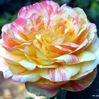 Photo of the bloom of Rose (Rosa 'Rainbow Niagara') posted by MargieNY ...