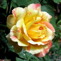 Photo of the bloom of Rose (Rosa 'Rainbow Niagara') posted by MargieNY ...