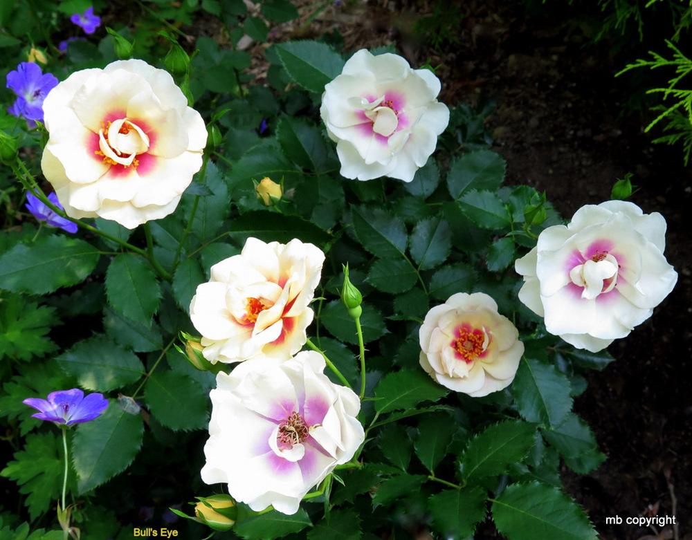 Photo of the bloom of Rose (Rosa 'Bull's Eye') posted by MargieNY ...