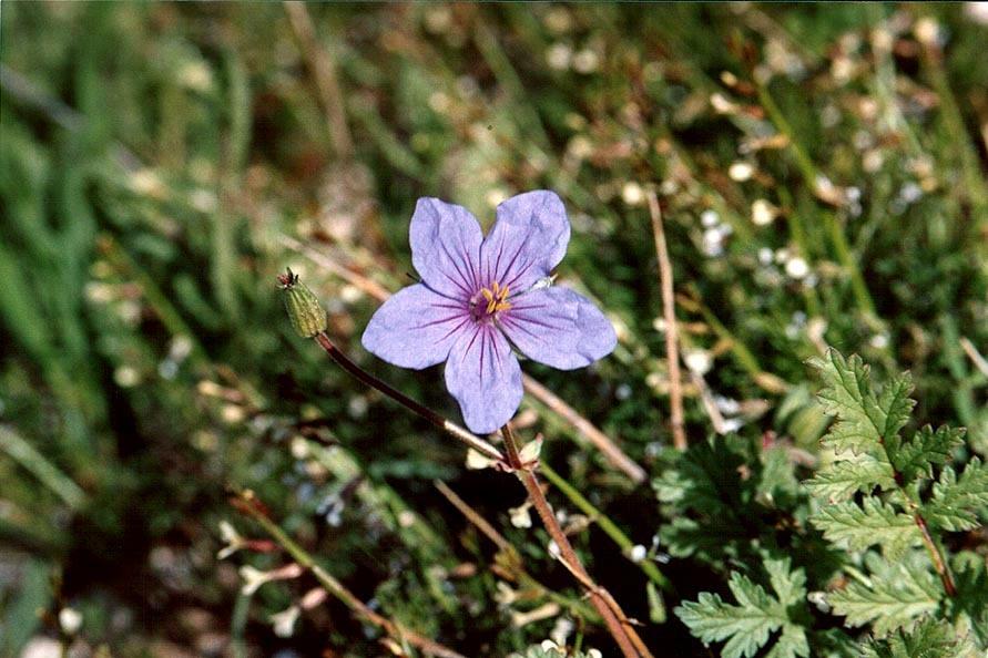 Iranian Heron's Bill (Erodium gruinum) in the Erodiums Database ...