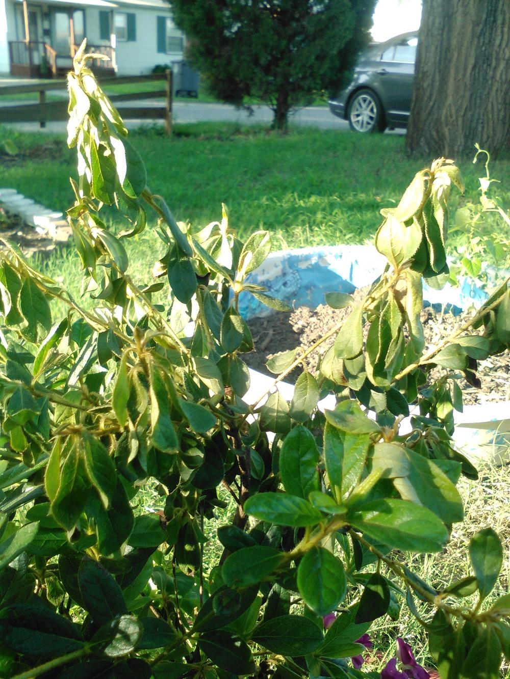 drooping azalea... in the Ask a Question forum - Garden.org