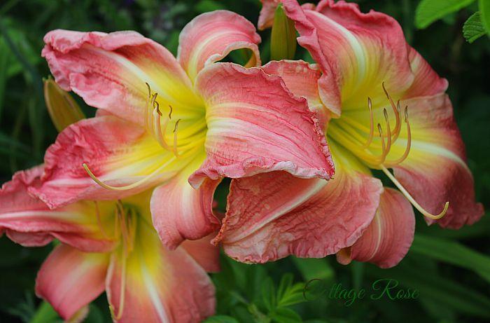 Summer at Cottage Rose in the Cottage Gardening forum - Garden.org